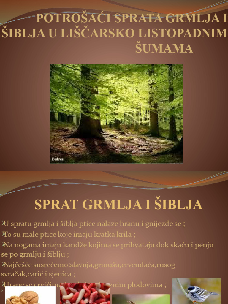 Potrosaci Sprata Grmlja Listopadne Sume | PDF