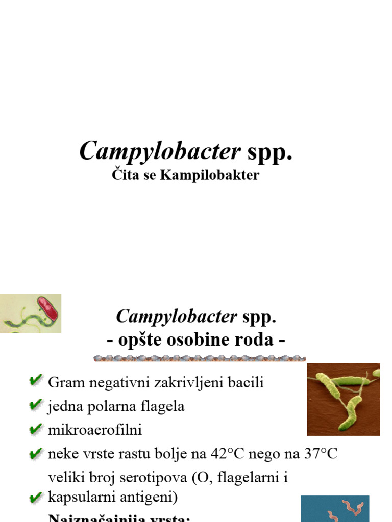 Campylobacter PD | PDF