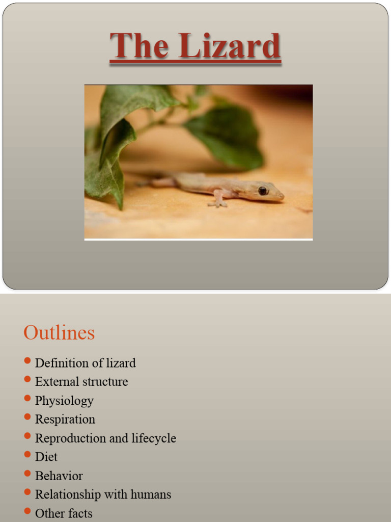 The Lizard Presentation | PDF | Lizard | Egg