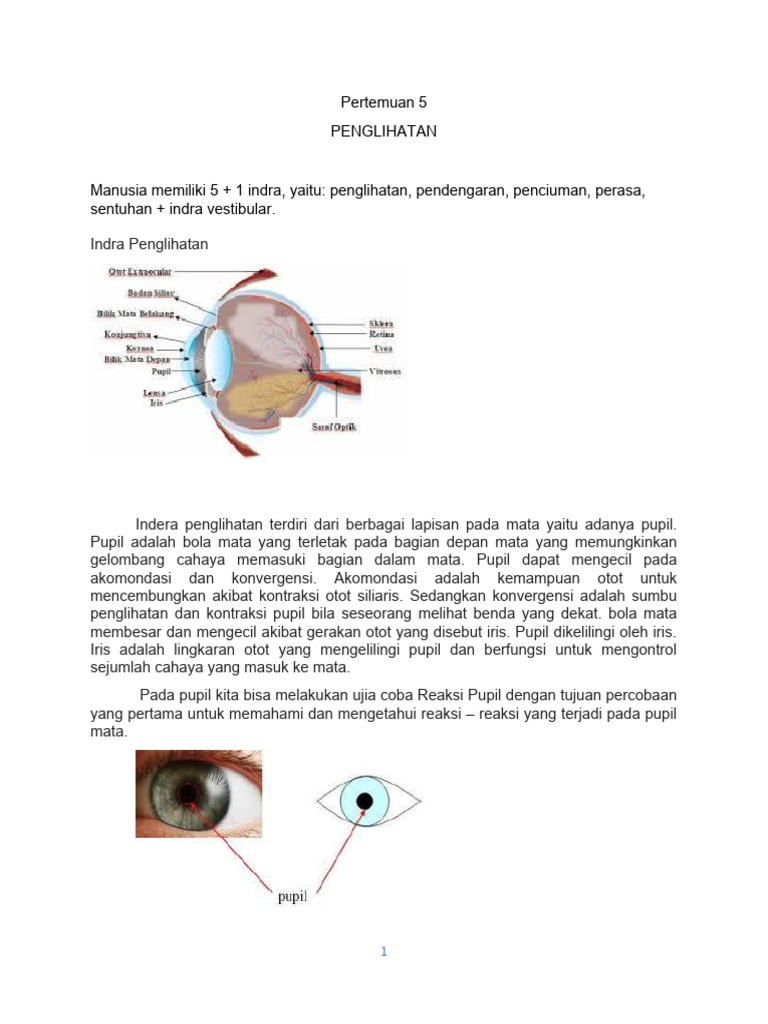 Eksperimen Reaksi Pupil dan Penglihatan | PDF | Sains & Matematika