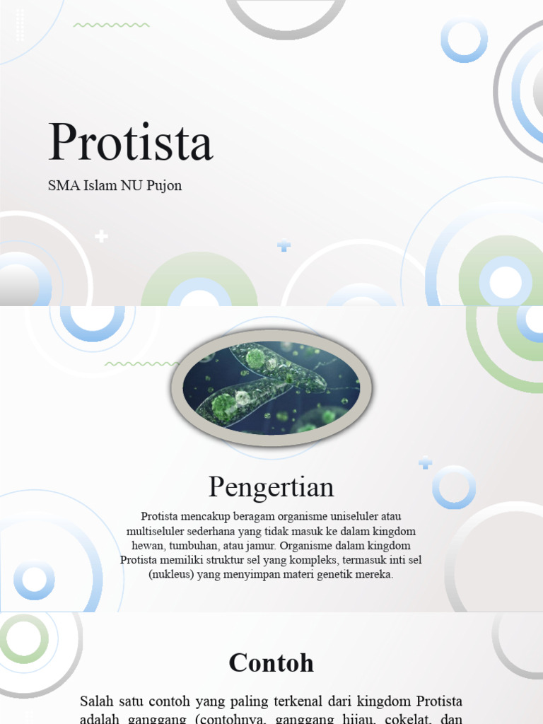 Protista | PDF
