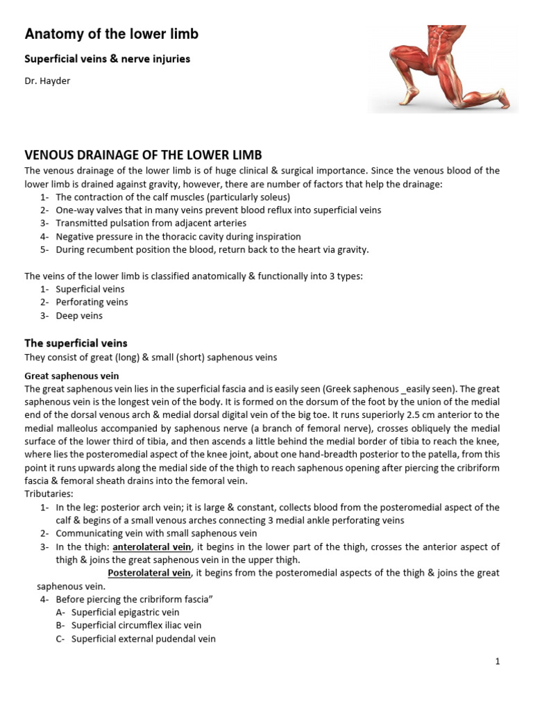 Vene 3 | PDF | Vein | Human Leg