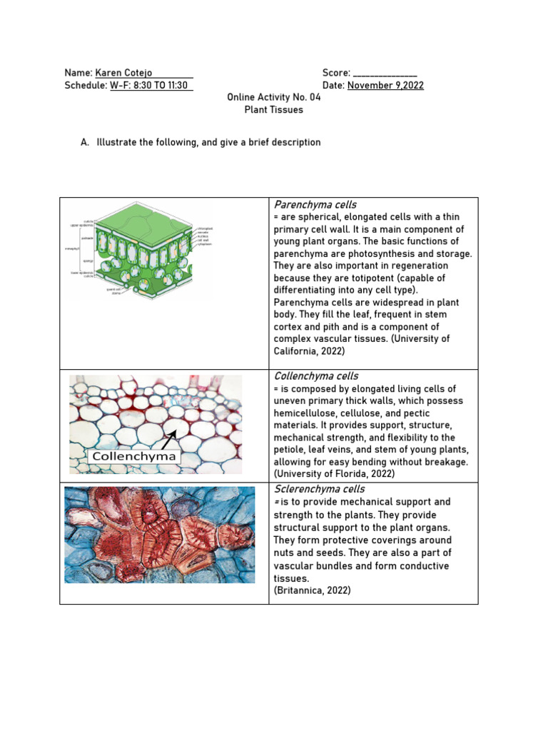 Activity 4 | PDF | Tissue (Biology) | Textiles