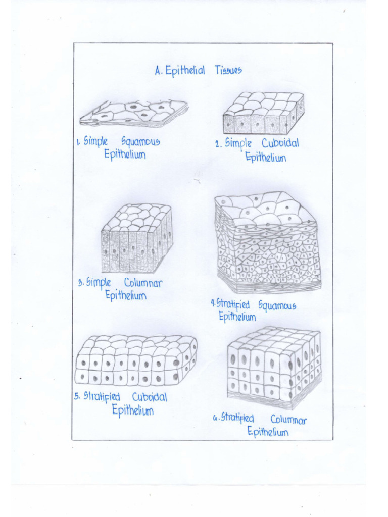 Tissues Drawing | PDF
