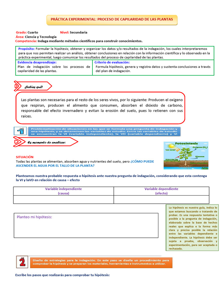 5 Unidad. Ficha 1. El Proceso de Capilaridad de Las Plantas | PDF ...