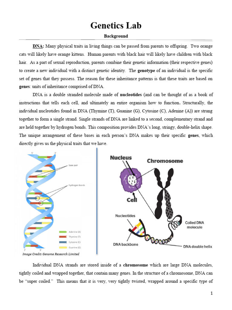 Structure of DNA and Genetic Inheritance | PDF | Allele | Dominance ...