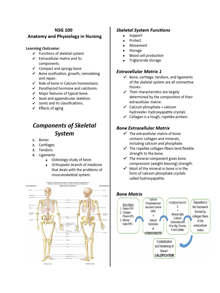 Skeletal System Reviewer | PDF | Bone | Skull