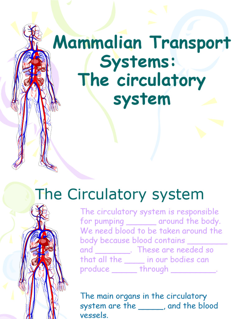 GCSE Mammalian Transport System - Vessels | PDF | Atrium (Heart ...