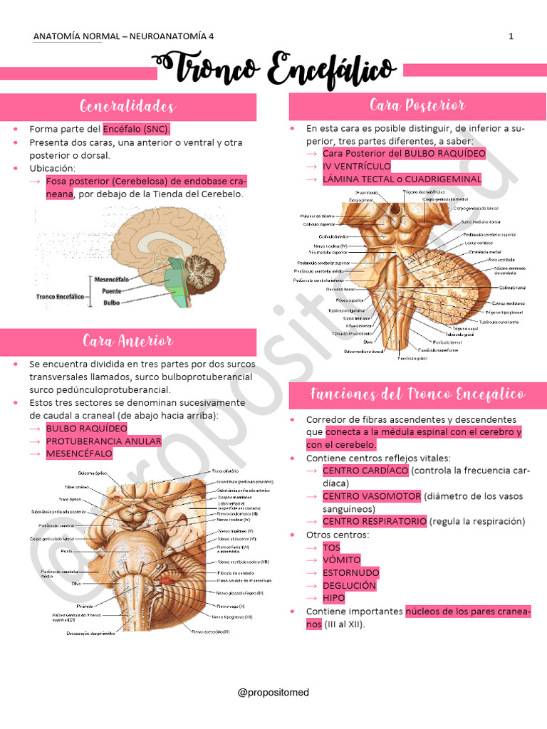 4 - Tronco Encefálico | PDF | Sistema nervioso | Órgano (anatomía)