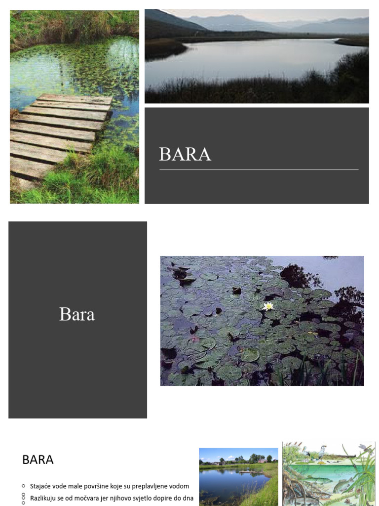 Prezentacija Iz Prirode Bara | PDF