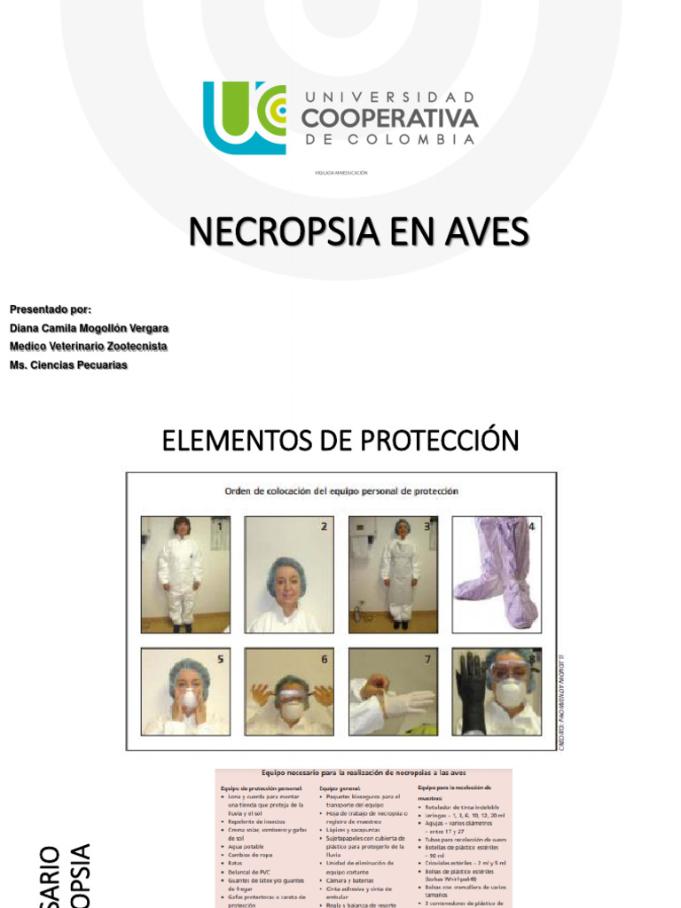 Necropsia en Aves | PDF | Abdomen | Anatomía humana
