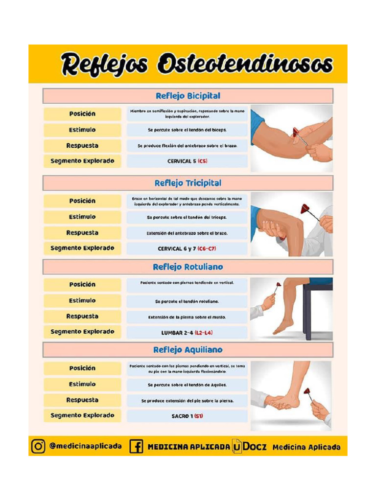 Reflejos Osteotendinoso | PDF