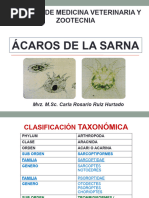 Morfología y ciclo de vida de Otobius megnini | PDF