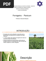 Capim-Buffel: Características e Cultivo | PDF | Brasil | Plantas