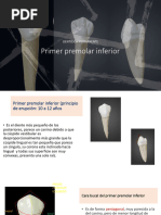 Primer Premolar Inferior | PDF | Anatomia dental