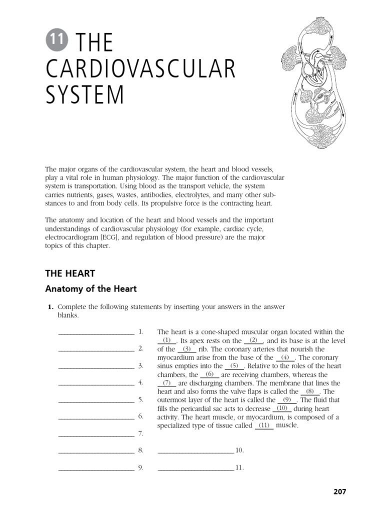 Cardiovascular System Study Guide | PDF | Vein | Heart