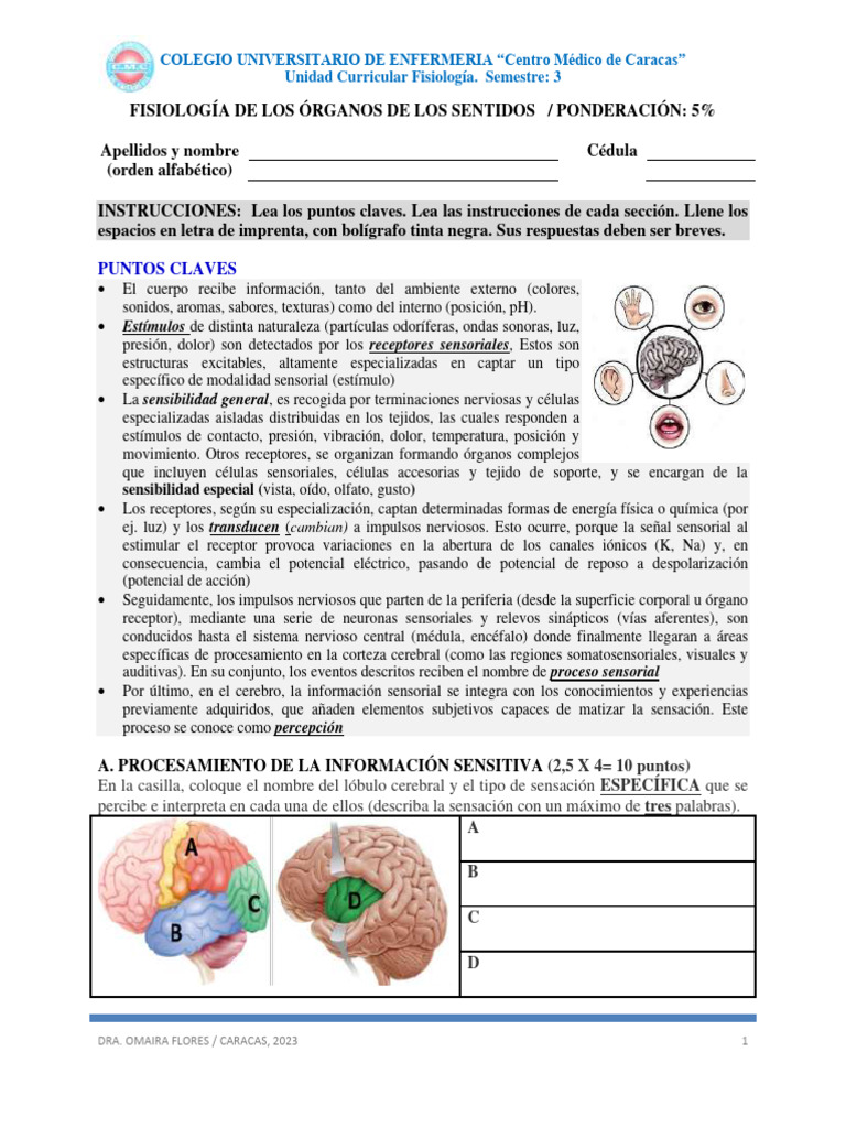 Taller 2 - Fisiología Sensorial y Órganos de Los Sentidos | PDF | Gusto | Percepción visual