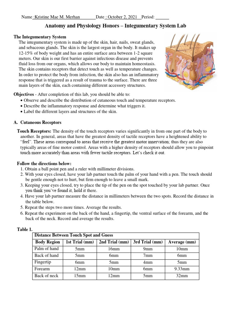 Integumentary System | PDF | Skin | Senses
