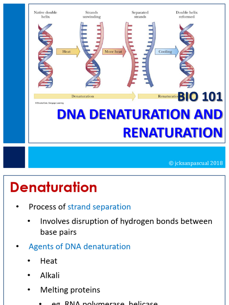 DNA Denaturation and Renaturation Overview | PDF | Southern Blot | Blot ...