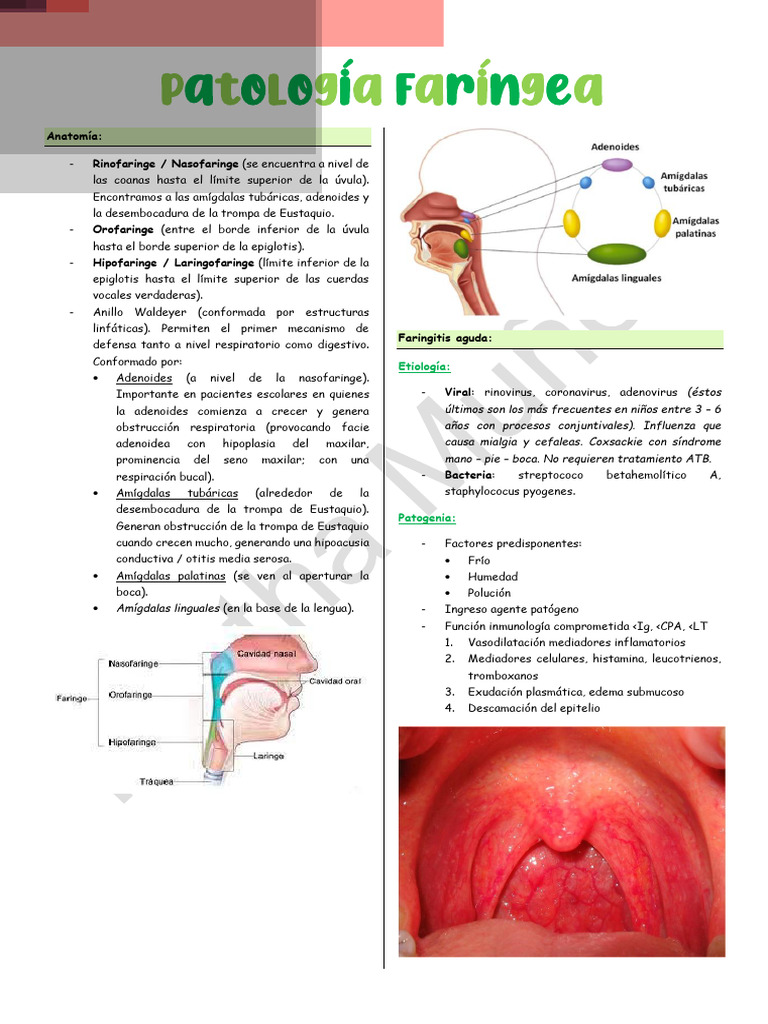 Patología Faríngea | PDF | Anatomía | Causas de la muerte