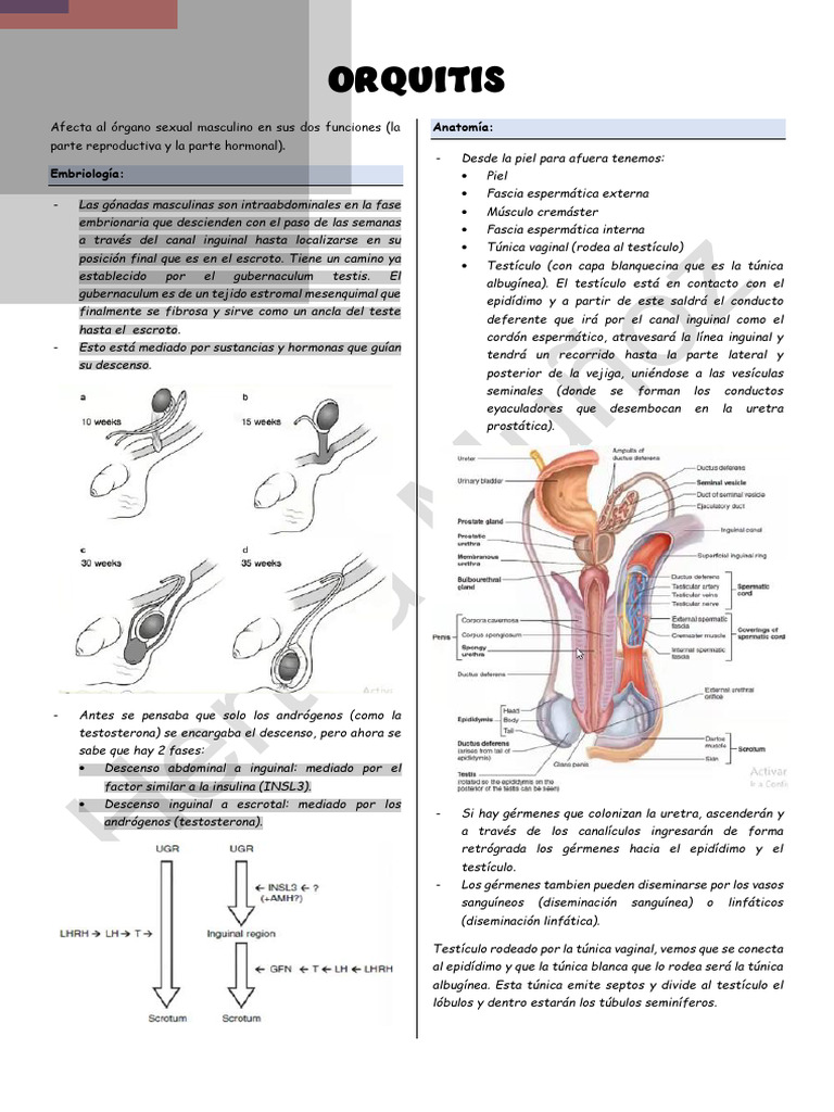 Orquitis: Causas, Síntomas y Tratamiento | PDF | Testículo ...