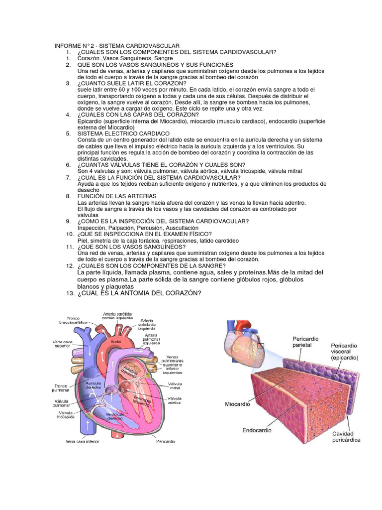 Informe Nº2 Sistema Cardiovascular | PDF | Corazón | Sistema circulatorio