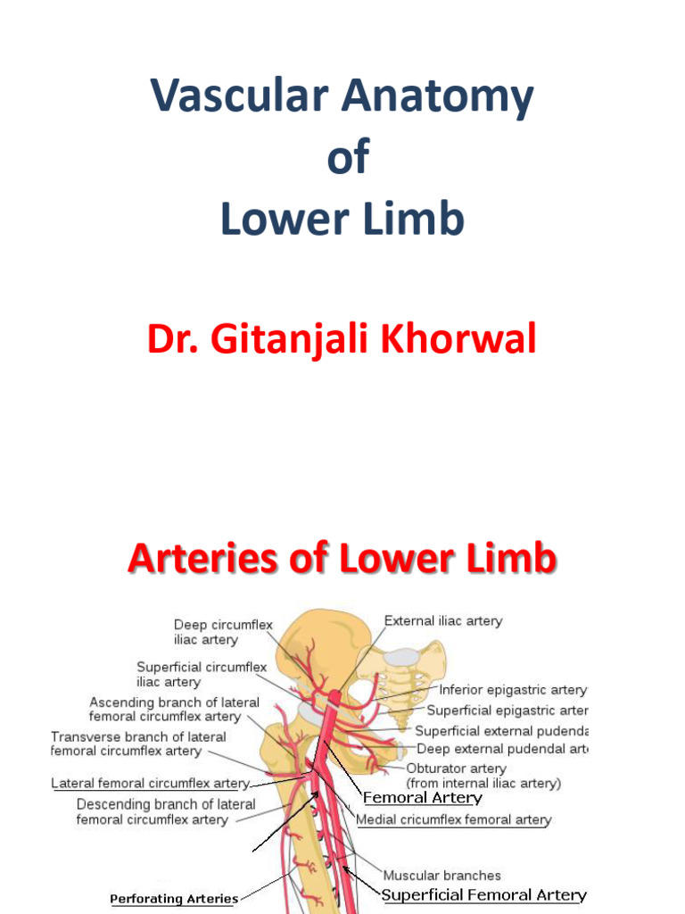 Lower Limb Venous Anatomy Overview | PDF | Vein | Human Leg