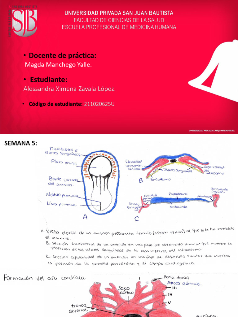 Dibujos Embrio s5-s8 | PDF