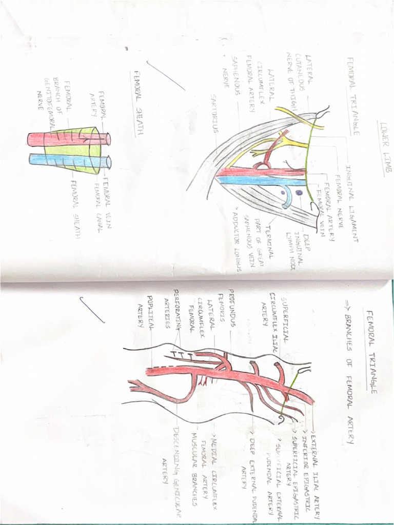 Lower Limb Gross | PDF