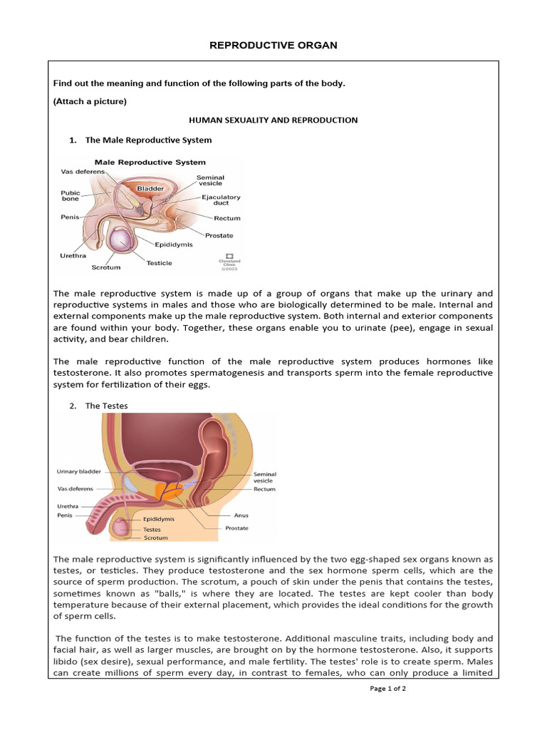 Reproductive System | PDF | Testicle | Reproductive System