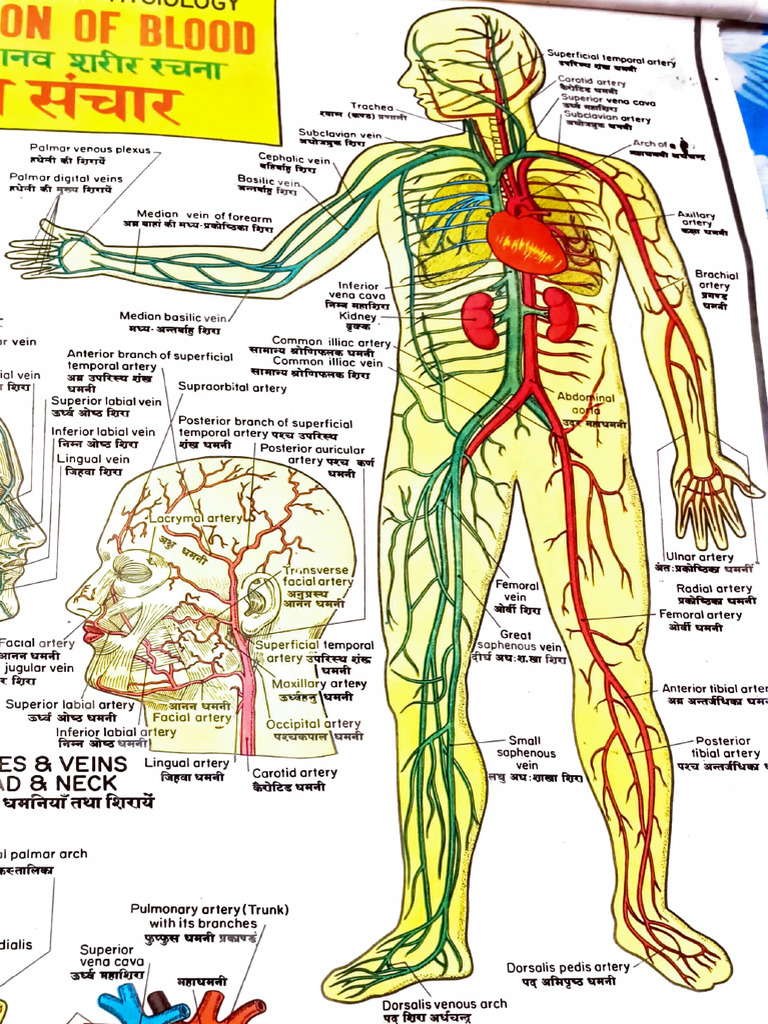 Human Circulation | PDF | Vein | Angiology