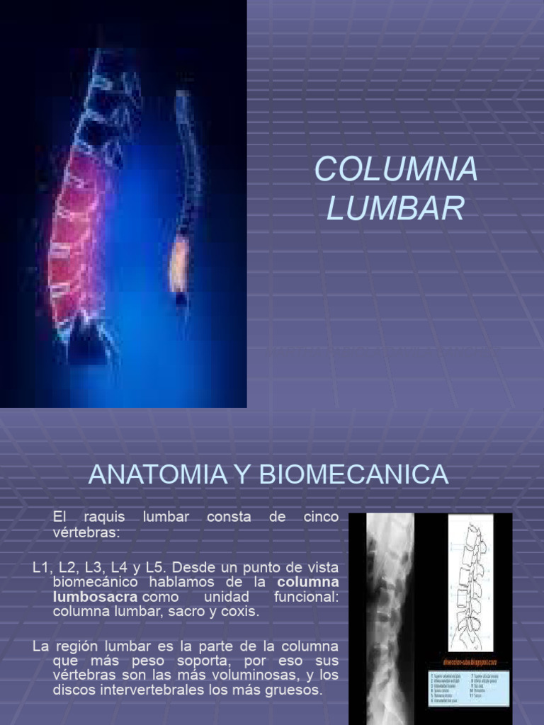 Columna Lumbar 1 | PDF | La columna vertebral | Vértebra