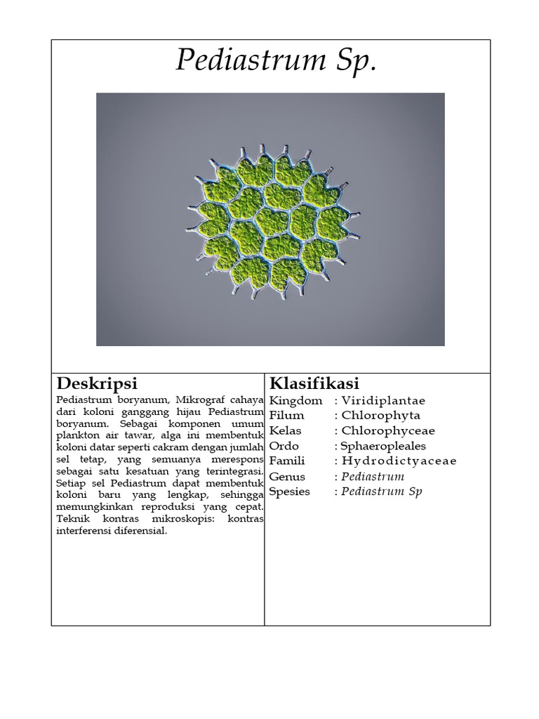 Klasifikasi dan Morfologi Pediastrum Sp. | PDF | Sains & Matematika