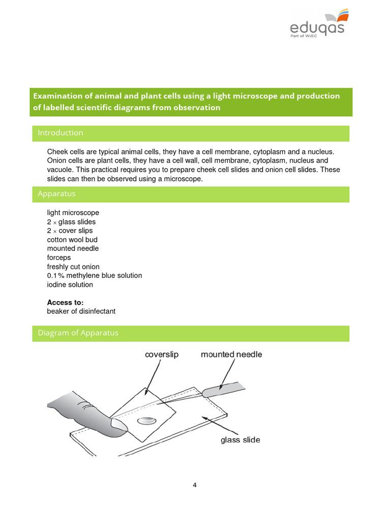 Examination of Animal and Plant Cells Using A Light Microscope | PDF | Microscope | Cell (Biology)