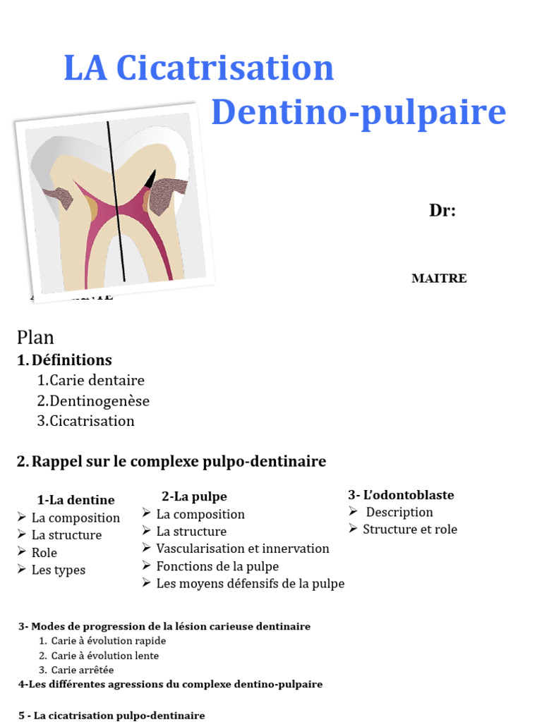 1.cicatrisation Dentino Pulpaire | PDF | Dentine | Vaisseau sanguin