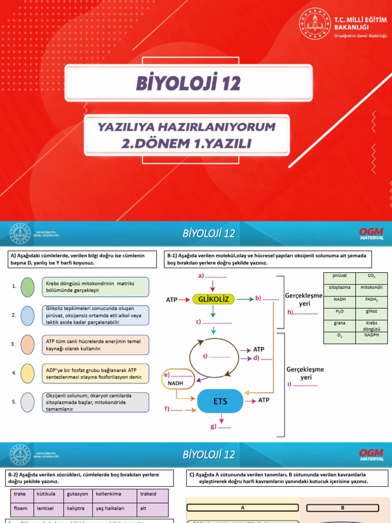 12.sinif Biyoloji 2.donem 1.yazili Sorulari | PDF