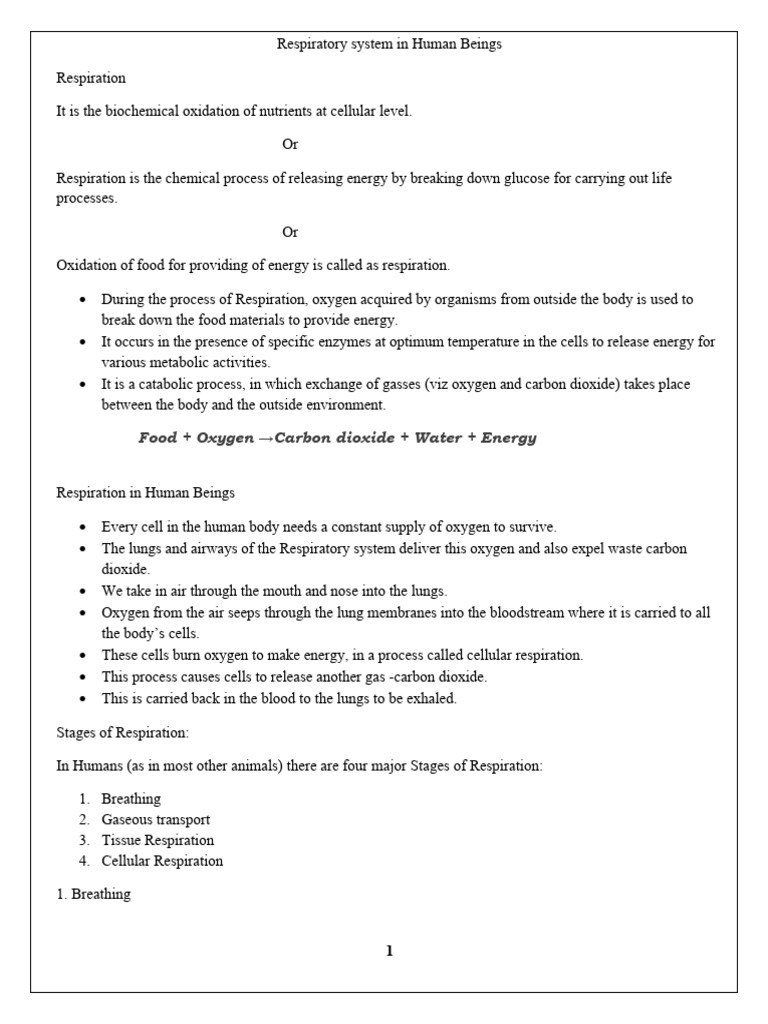 Respiratory System in Human Beings | PDF | Lung | Cellular Respiration