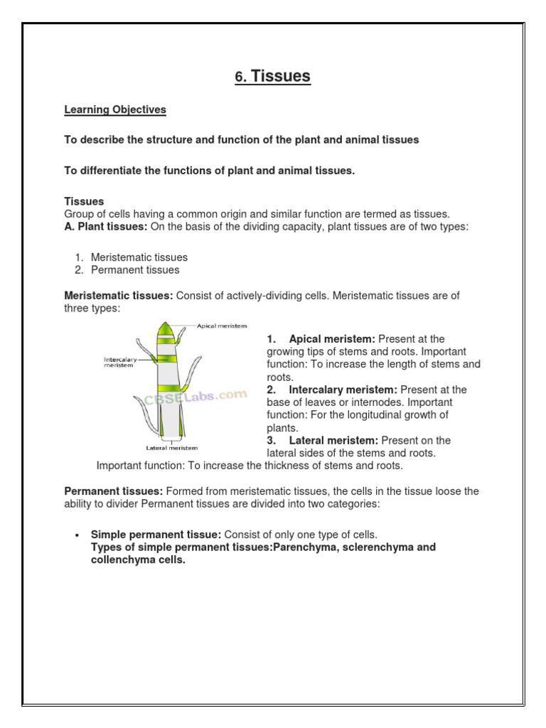 Tissues Notes | PDF | Tissue (Biology) | Connective Tissue