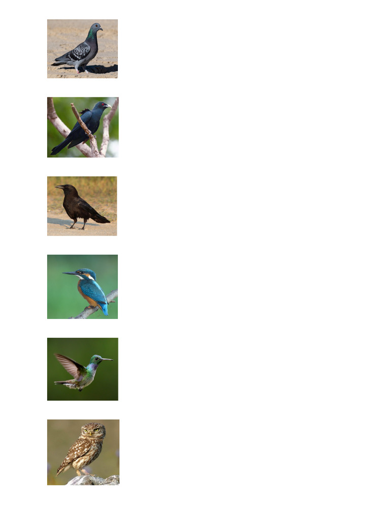 Birds | PDF