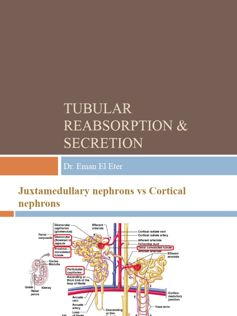 Nephron Tubular Reabsorption & Secretion | PDF | Kidney | Urinary System