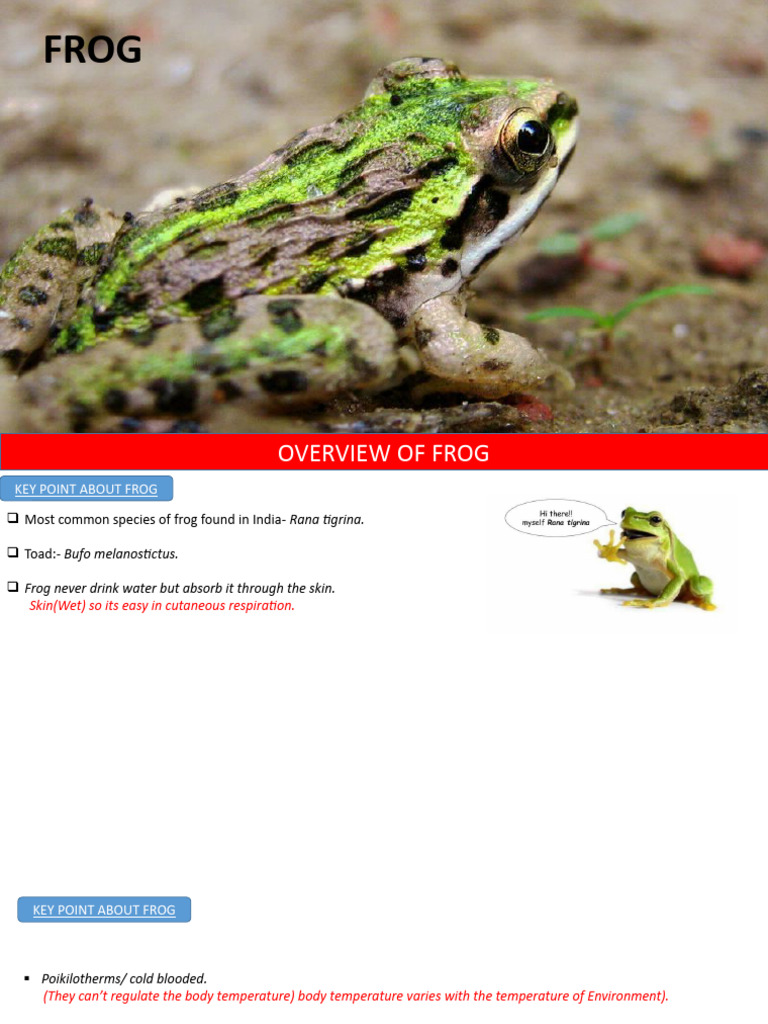Frog | PDF | Frog | Digestion