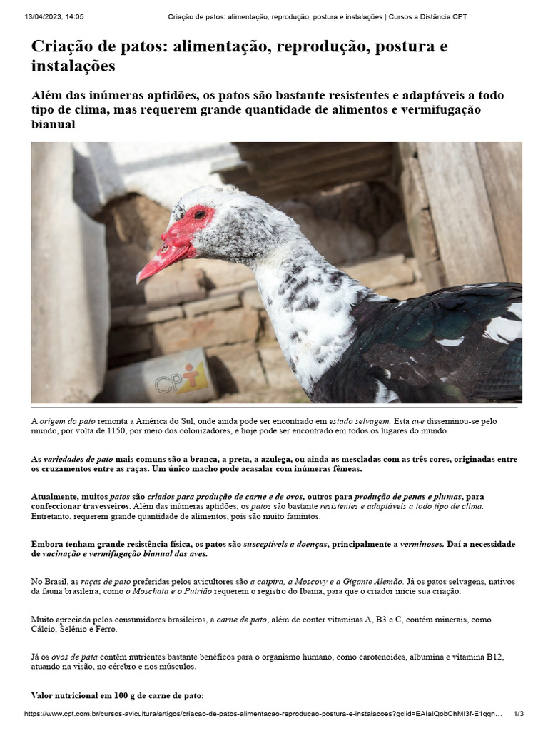 Criação de Patos: Alimentação e Reprodução | PDF | Pato | Aves