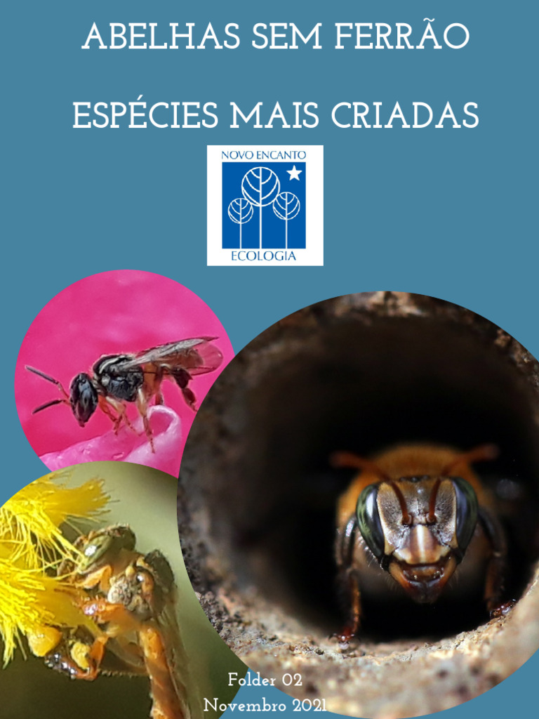 FOLDER ESPÉCIES ABELHAS + CRIADAS | PDF | Abelhas | Mel
