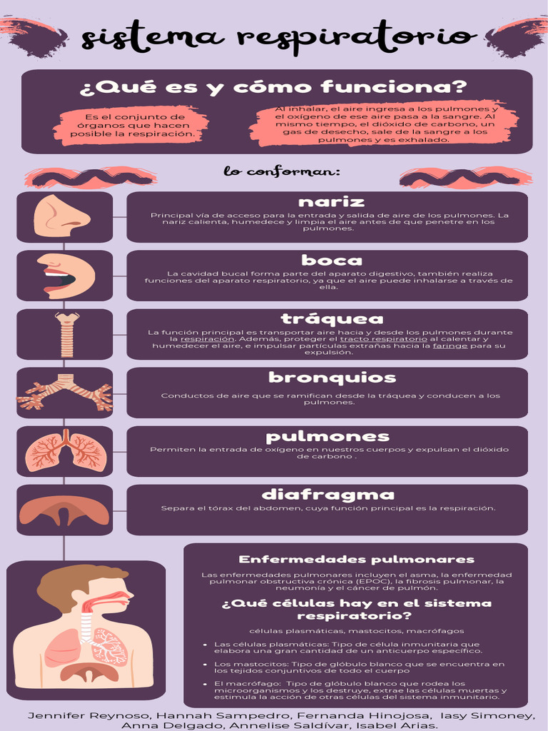 Respiratory System Infographic . | PDF | Pulmón | Respiración