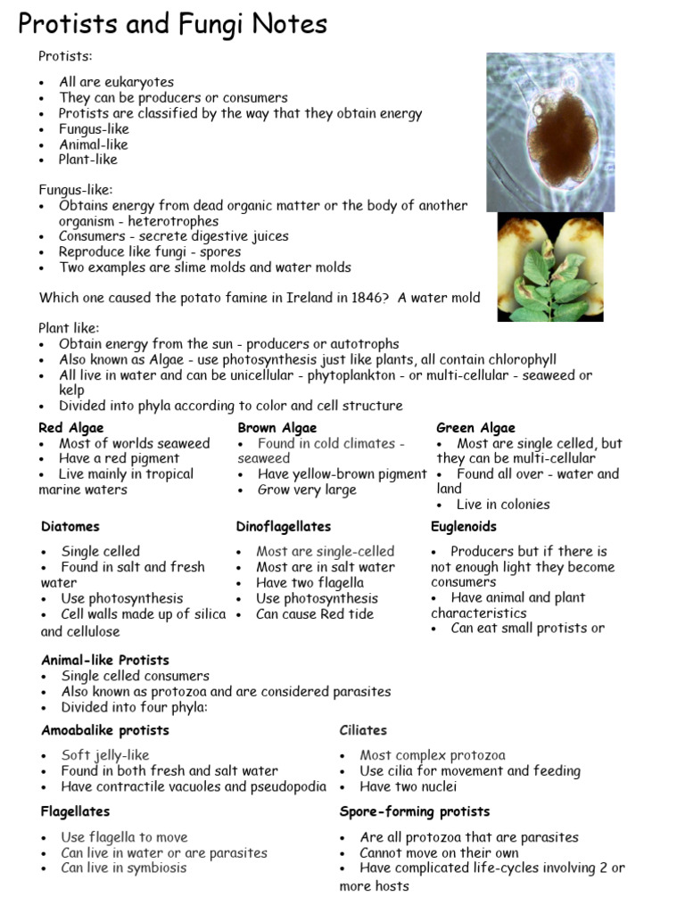 Protists and Fungi Overview Notes | PDF | Fungus | Algae
