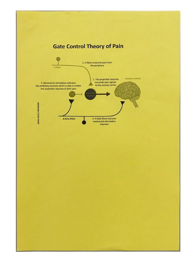 Gate Control Theory of Pain | PDF