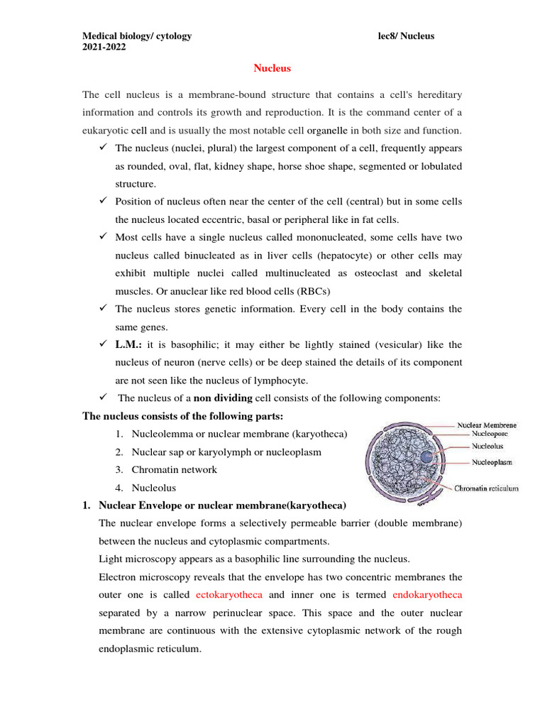 Nucleus | PDF | Cell Nucleus | Cell (Biology)