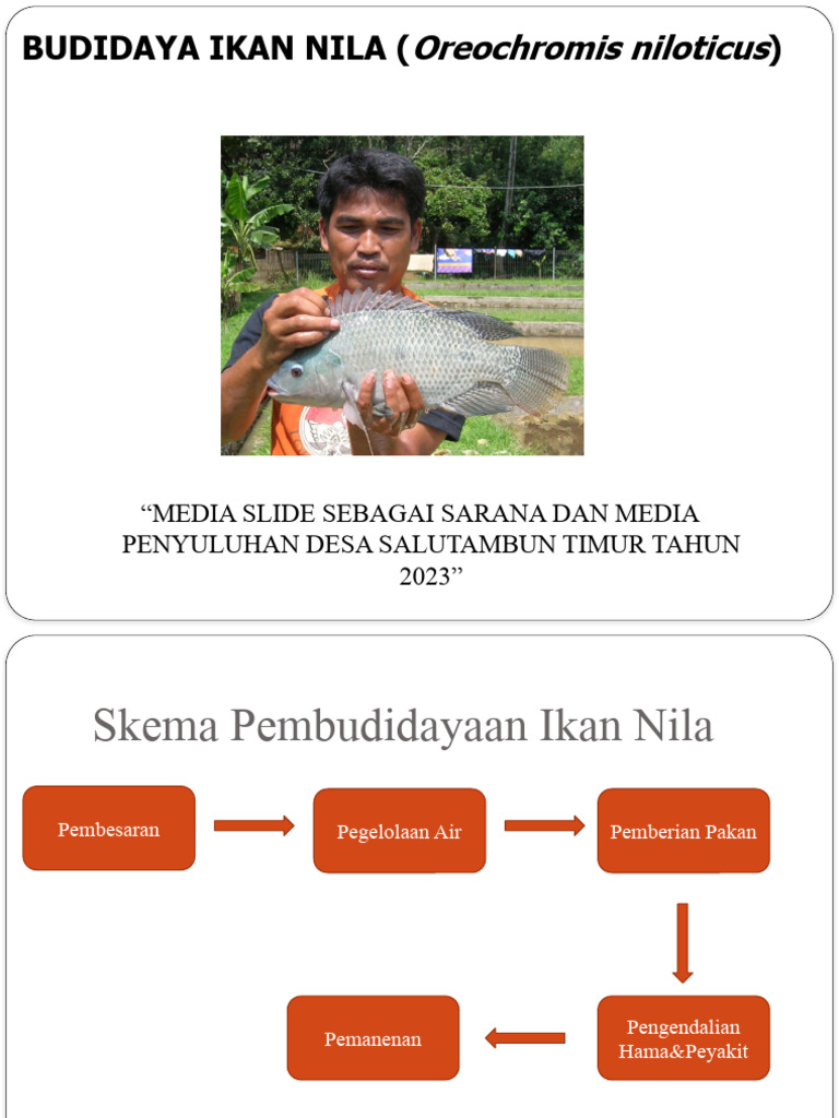 BUDIDAYA IKAN NILA PPT | PDF