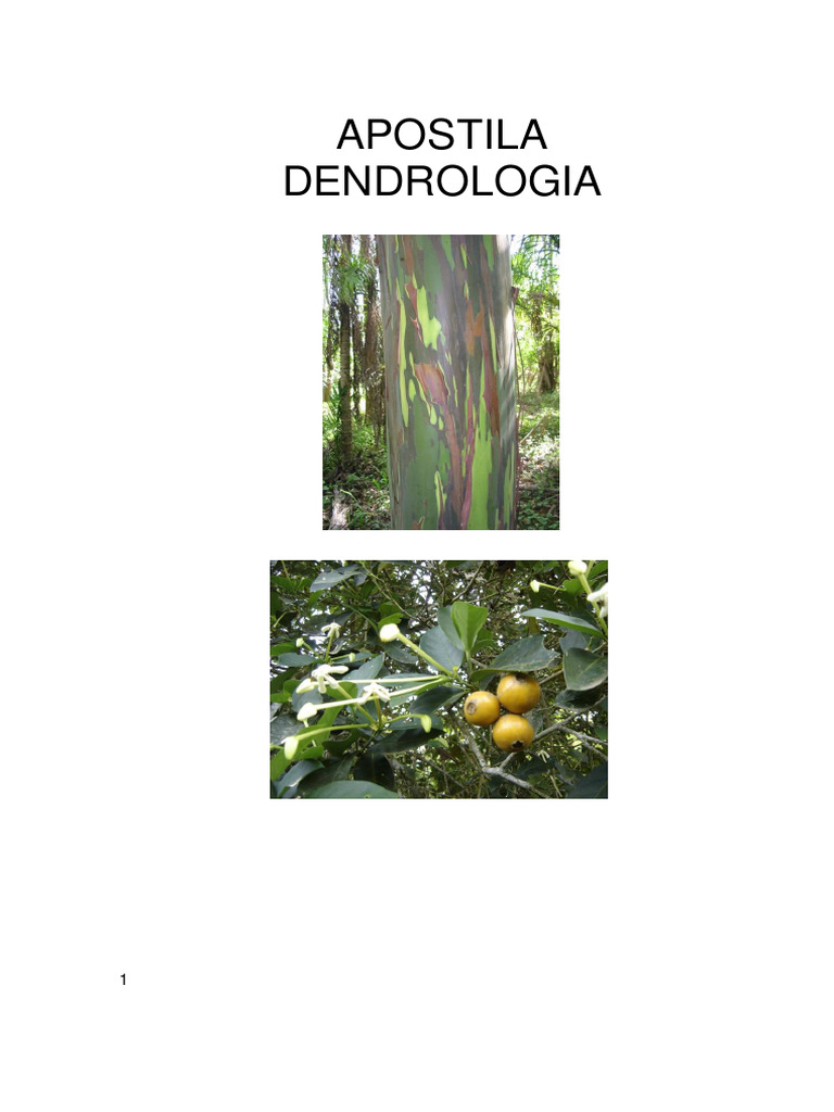 Noes Bsicas em Dendrologia Apostila03 | PDF | Morfologia vegetal ...