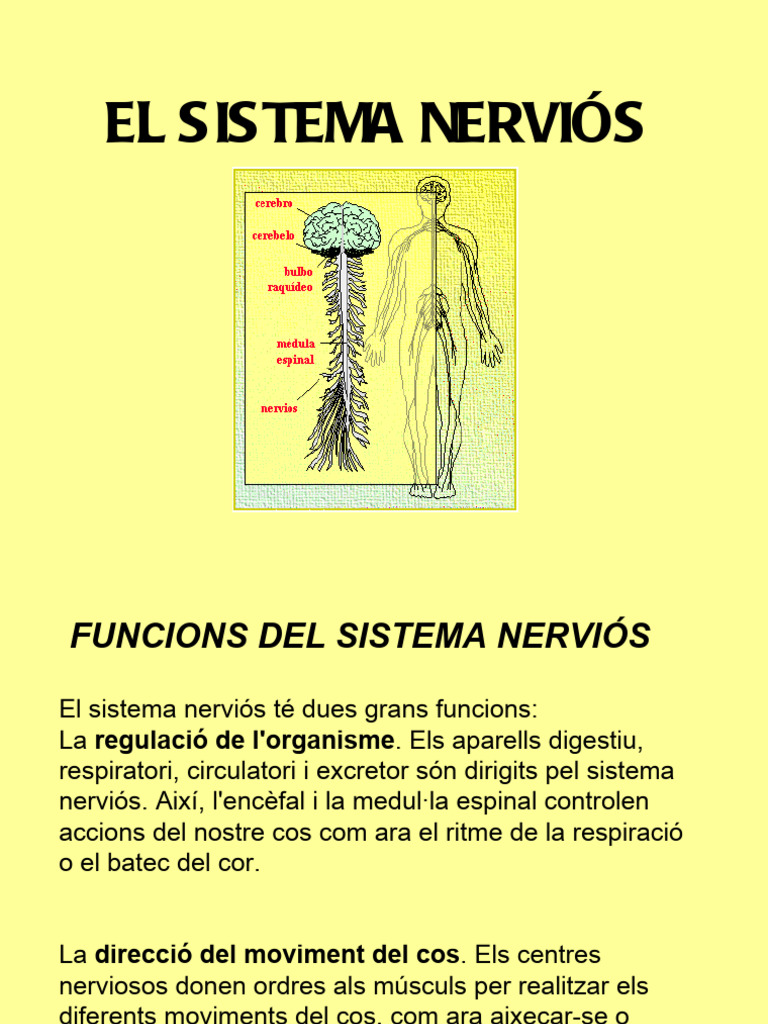 Apunts per a estudiar el Sistema nerviós | PDF